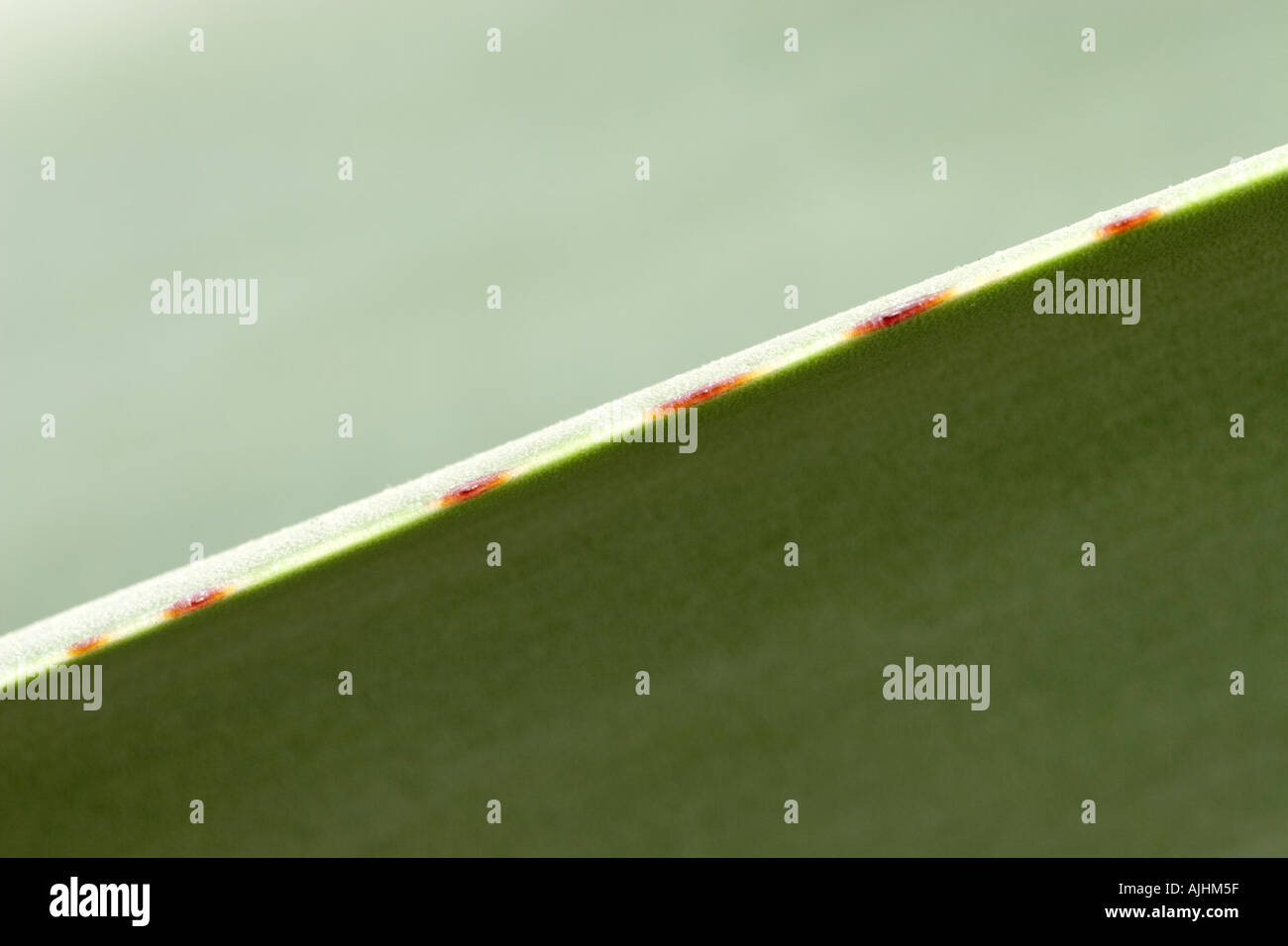 Diagonal line formed by a leaf of a cactus Stock Photo - Alamy