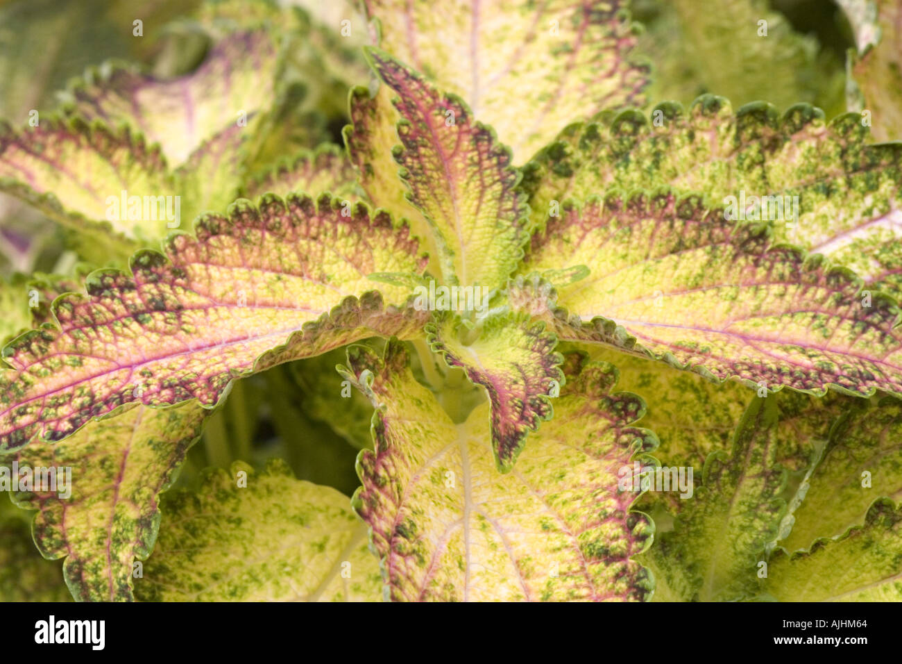 Closeup of a coleus Stock Photo - Alamy
