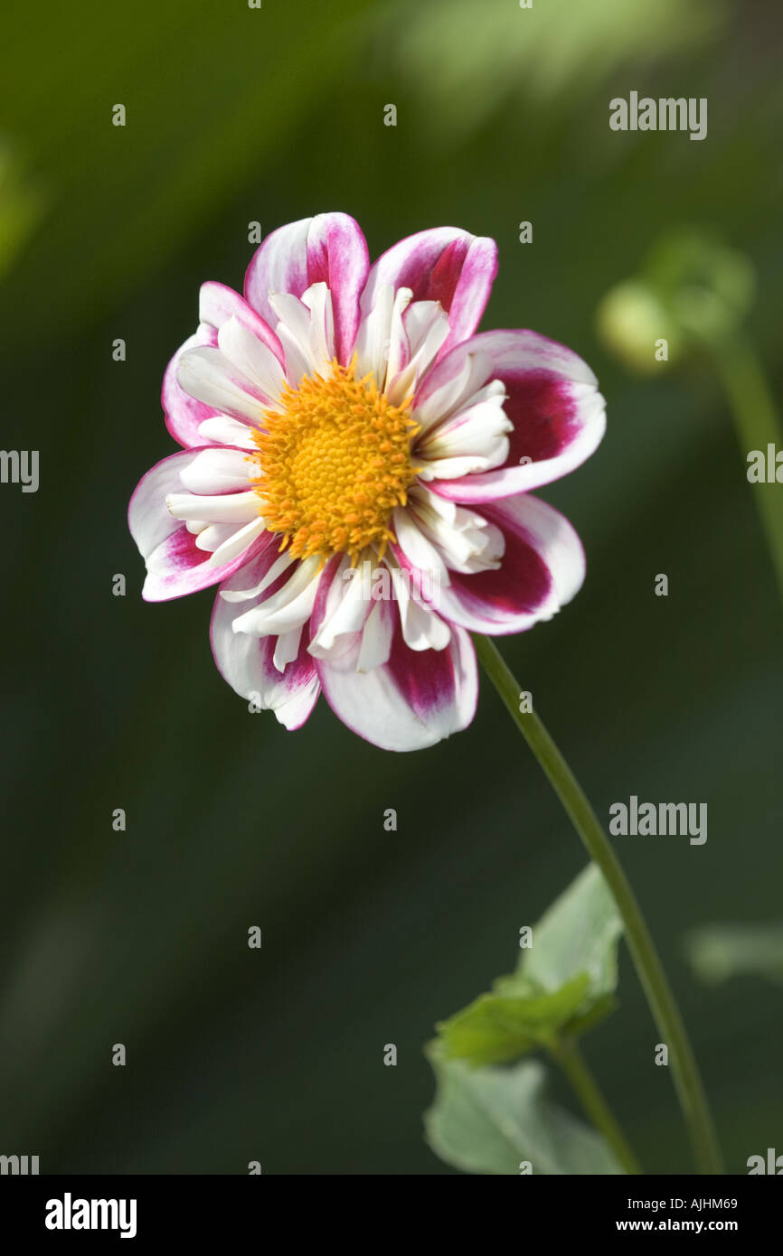 Zinnia hybrid flower garden hi-res stock photography and images - Alamy