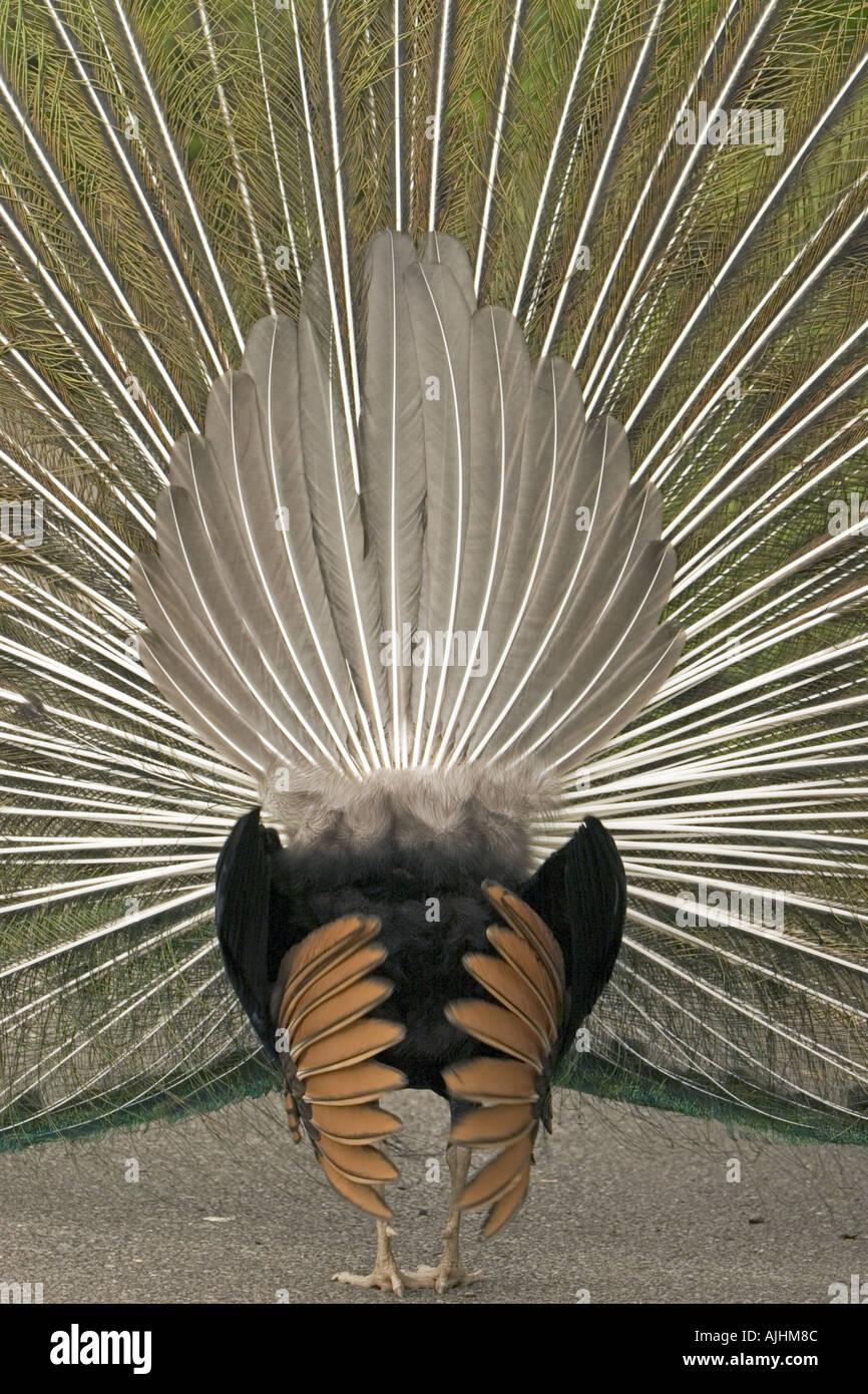Back of peacock hi-res stock photography and images - Alamy