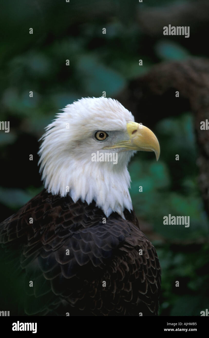 Birds American bald eagle Stock Photo - Alamy