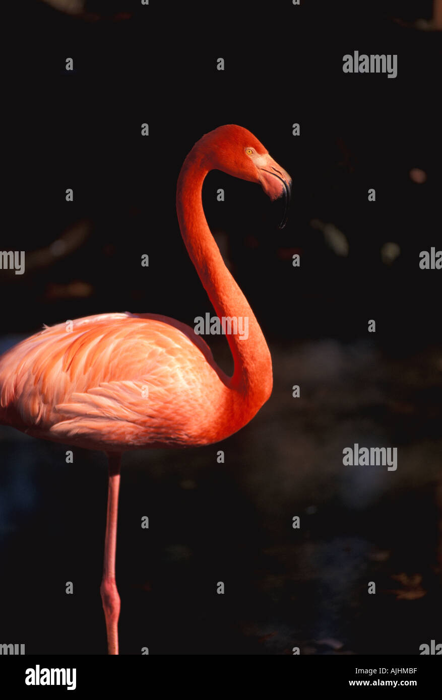 Birds Flamingo dark orange color standing on one leg Stock Photo - Alamy