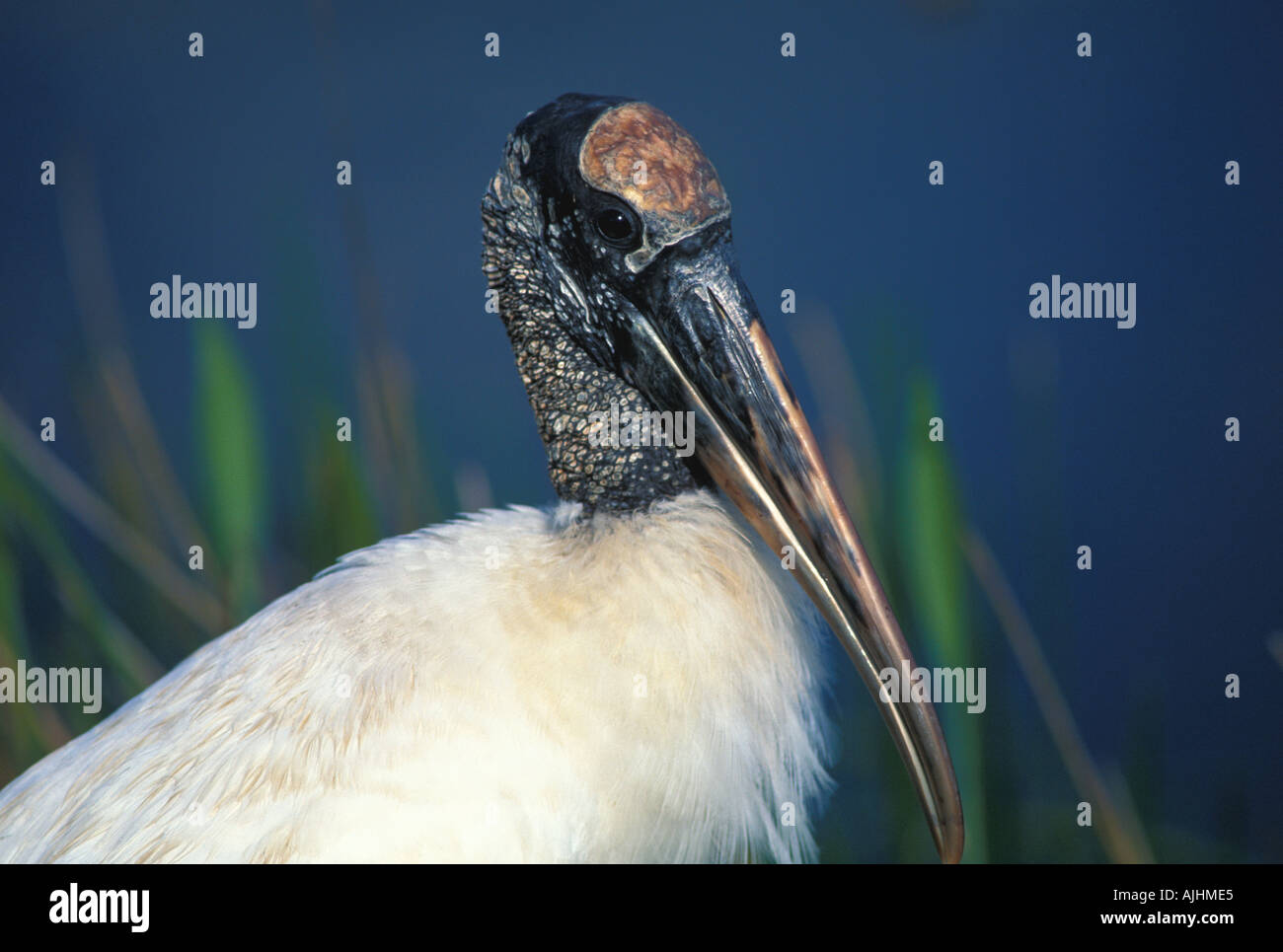 Birds wood stork birds florida Mycteria americana endangered species ...