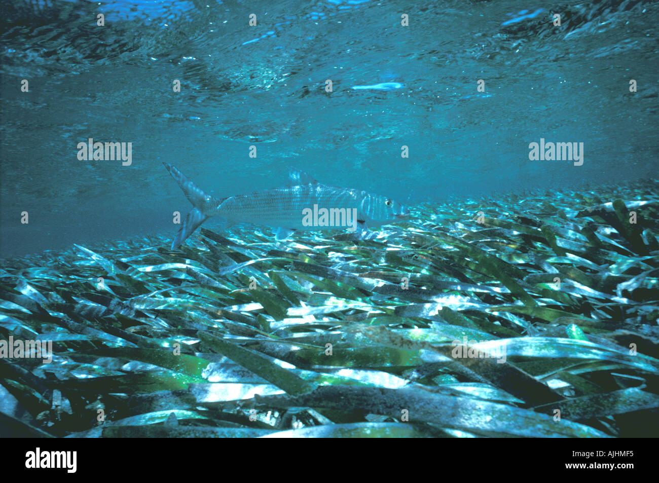 Bonefish swimming underwater Stock Photo - Alamy
