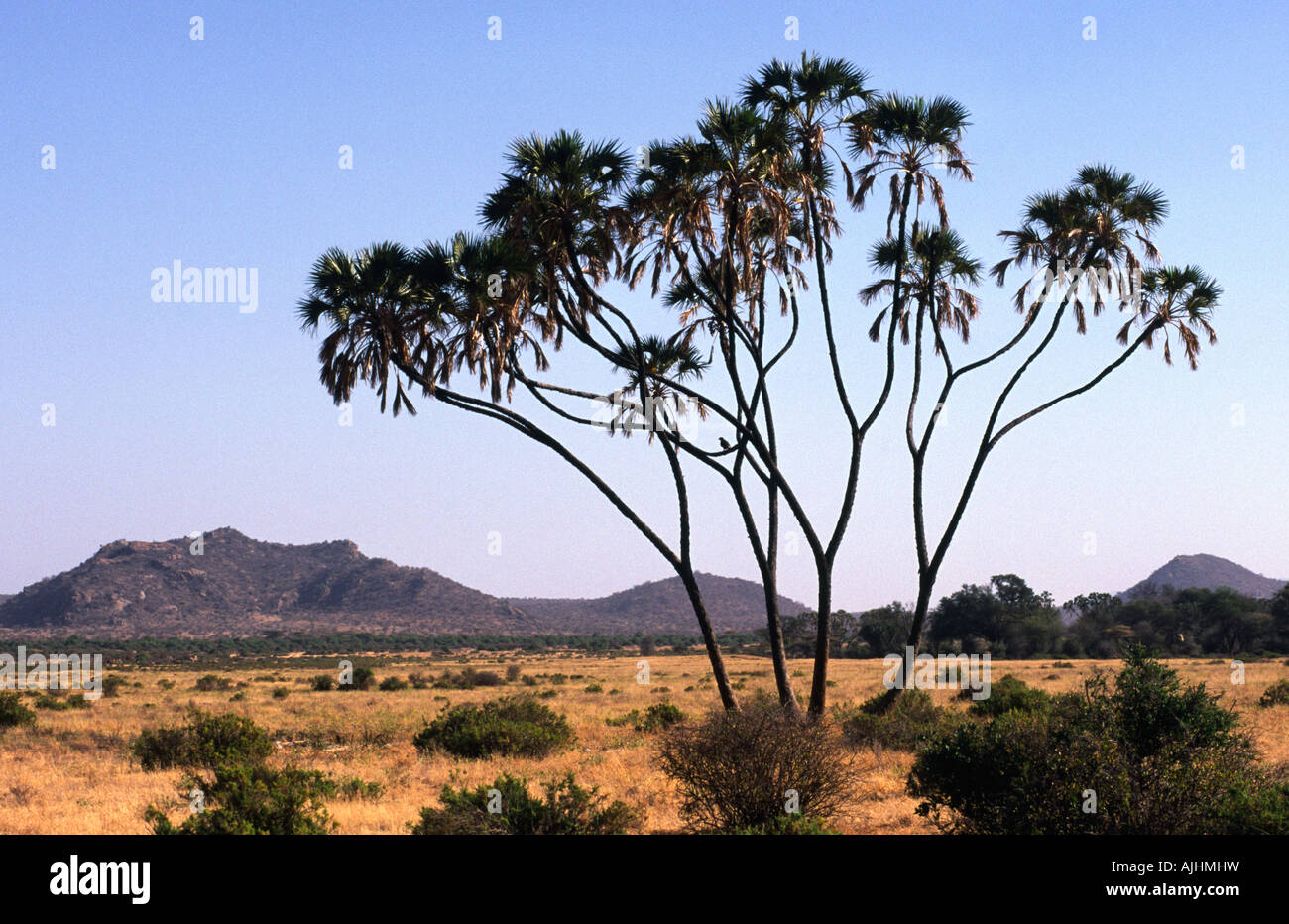Doum palm trees . Samburu National reserve, Kenya Stock Photo - Alamy
