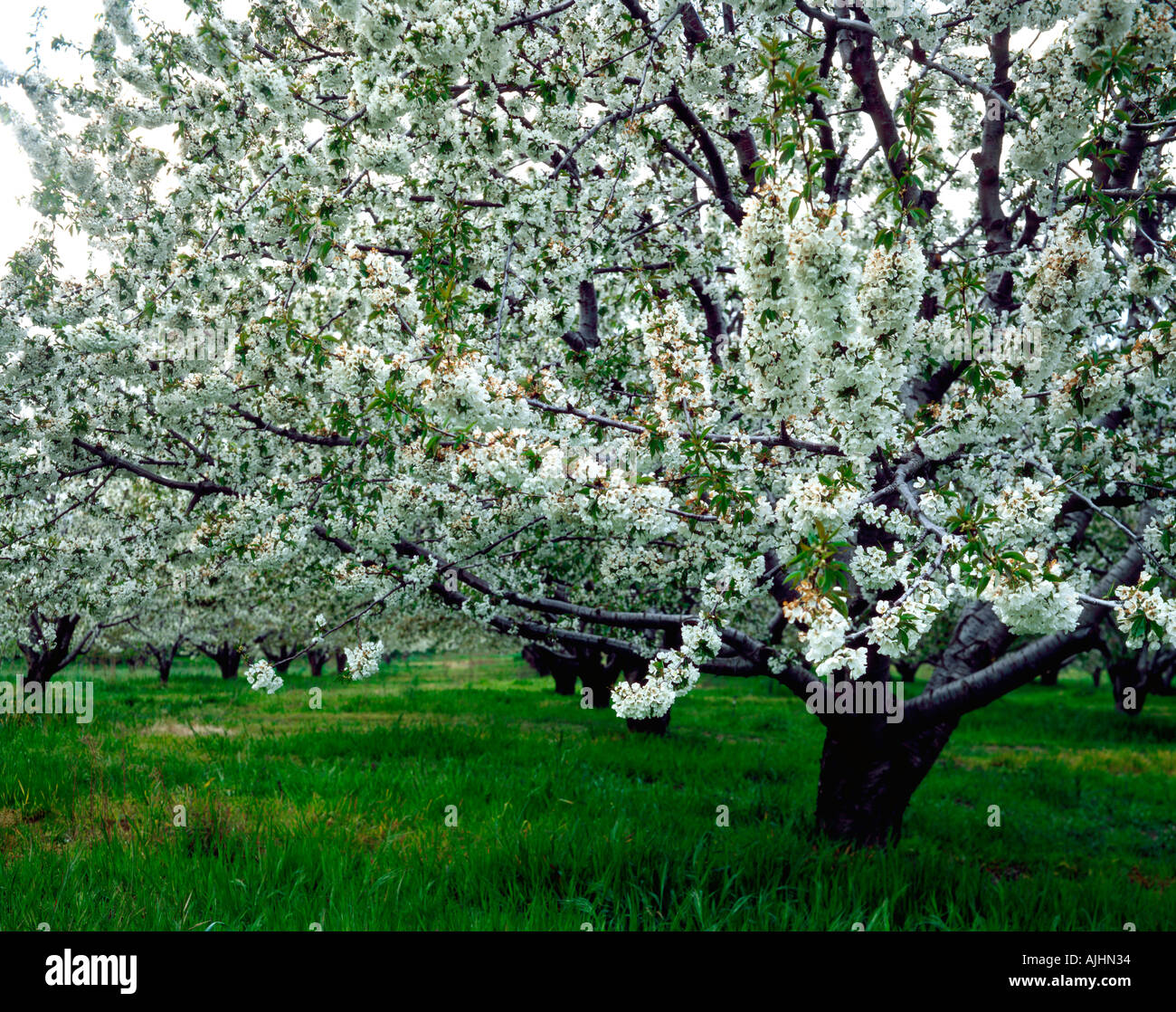 Cherry tree in full Spring bloom near The Dalles along the Columbia ...