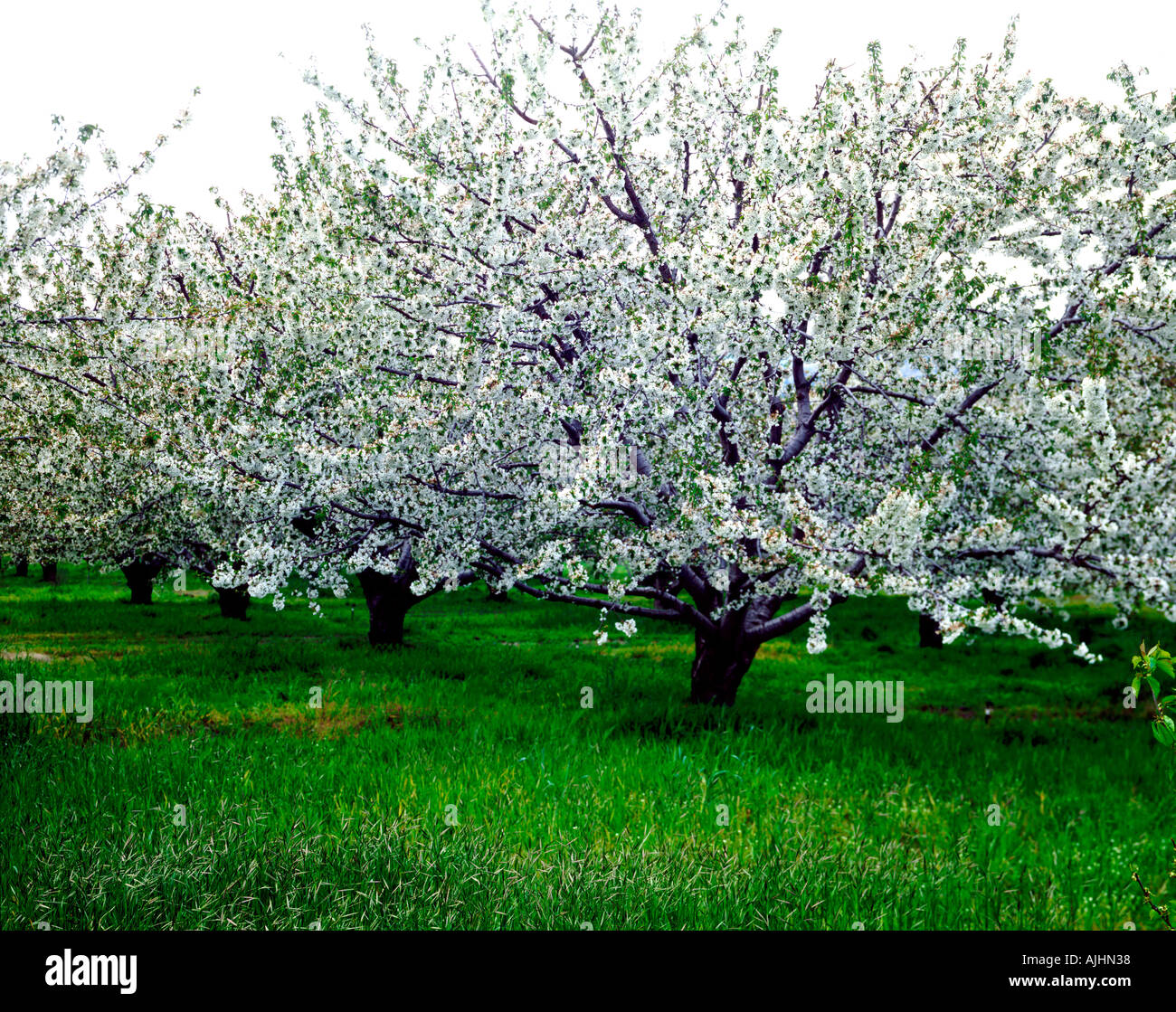 Cherry tree in full Spring bloom near The Dalles along the Columbia ...