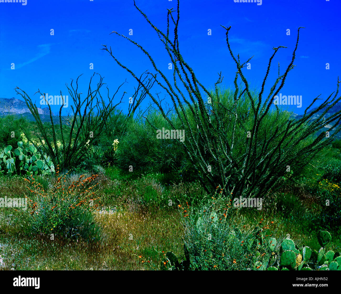 Arizona desert scene in the Tonto National Forest showing vegetation ...