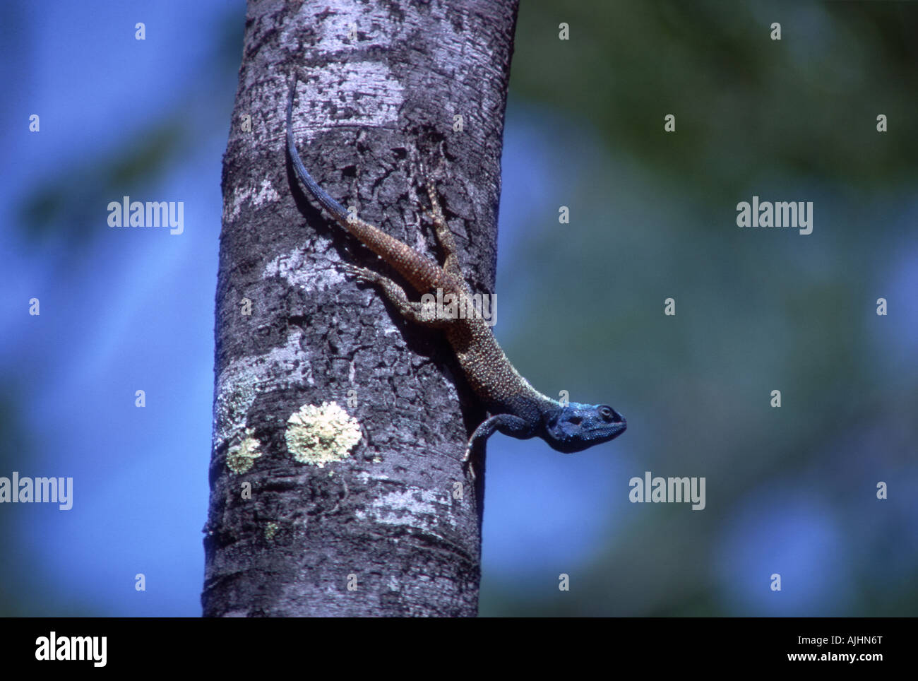 Blue headed tree lizard hi-res stock photography and images - Alamy