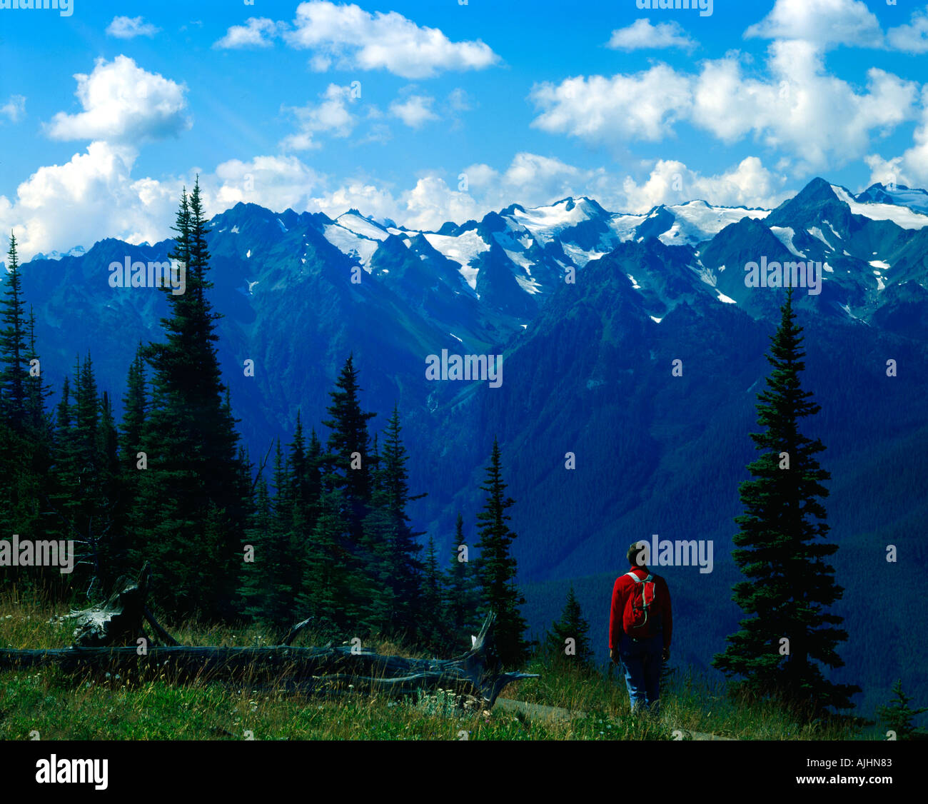 Hiker enjoys the view of the Olympic mountain range seen in Olympic ...