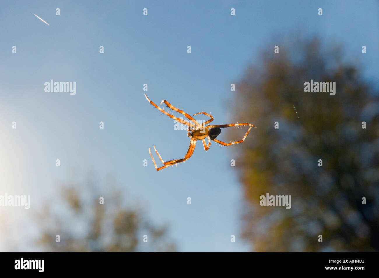 Black spider with blue fangs hi-res stock photography and images - Alamy