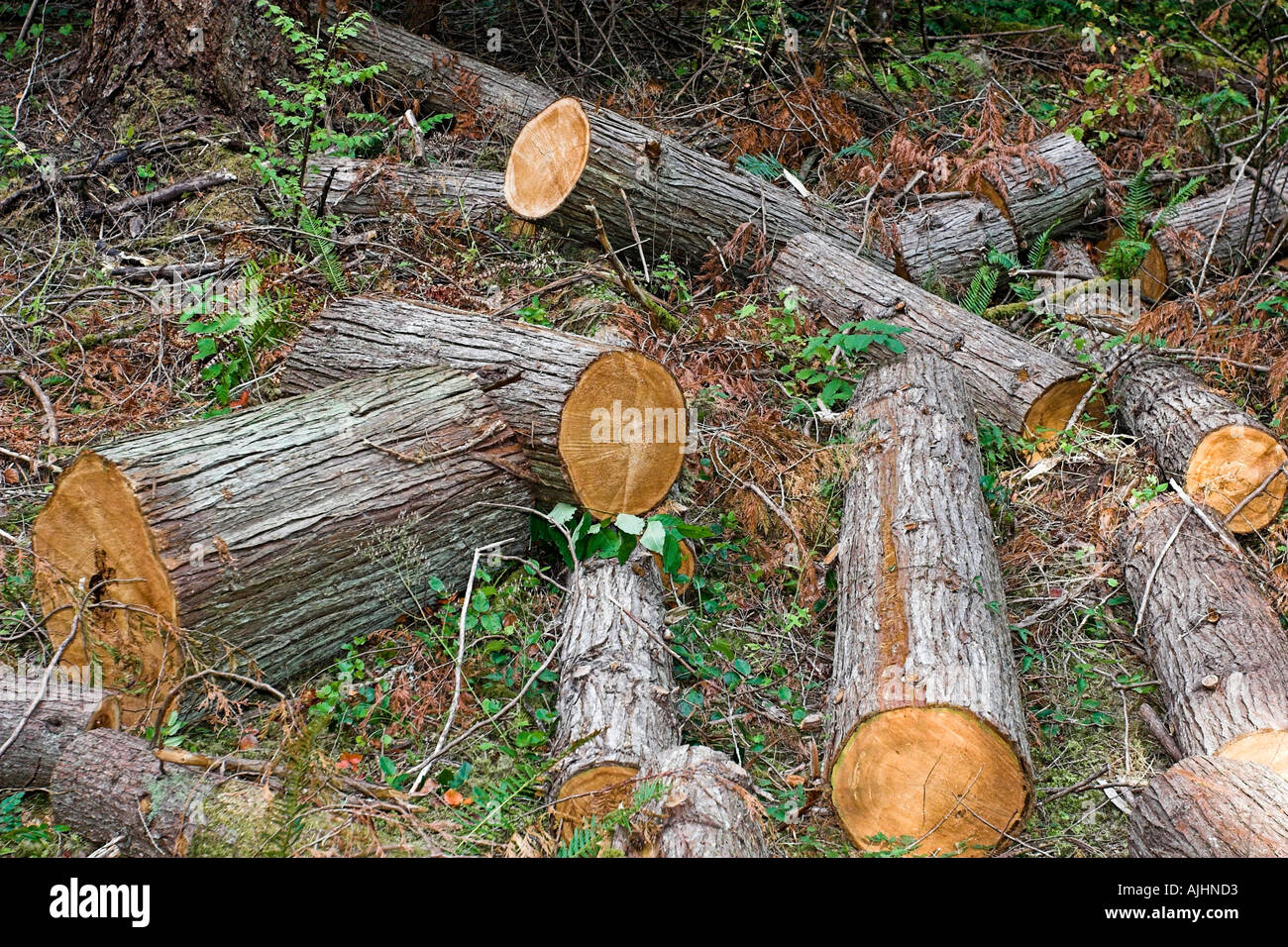 Forest service cuts fallen tree into firewood Nanaimo Vancouver Island ...