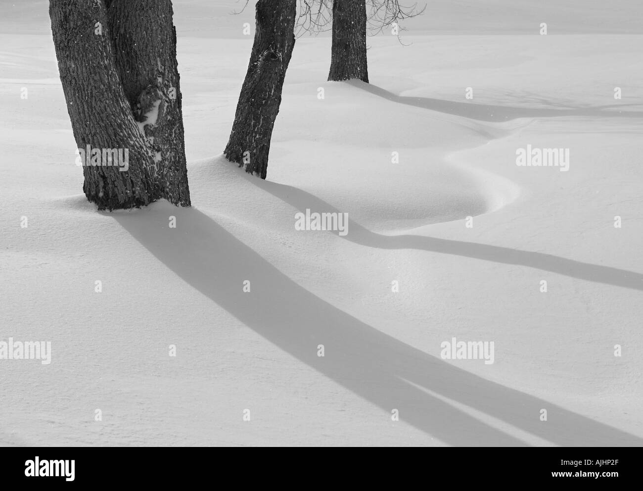 Trees with shadows on freshly fallen snow Stock Photo - Alamy