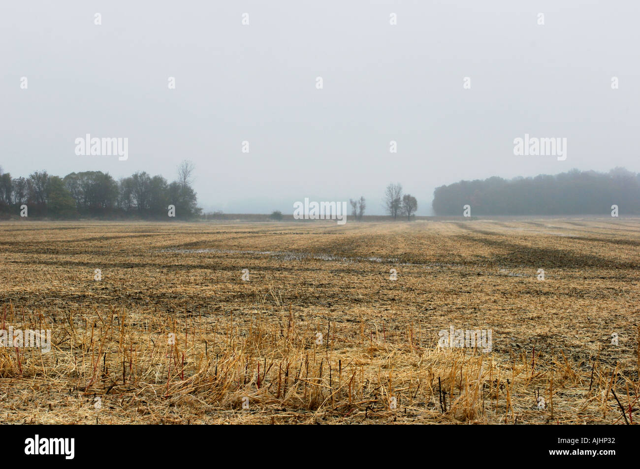 A light morning fog hangs over a farm field at harvest time Stock Photo ...