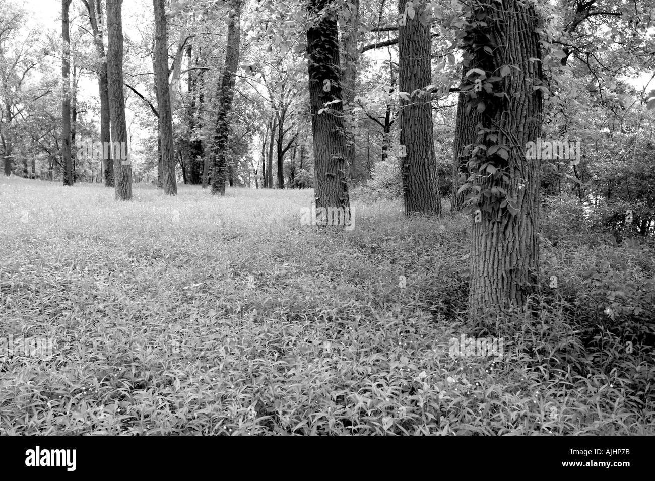 Trees with undergrowth of tall grass in the midwestern United States in ...