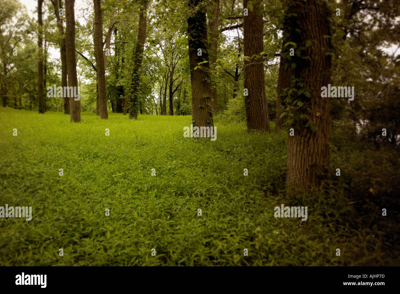 Trees with undergrowth of tall grass in the midwestern United States ...