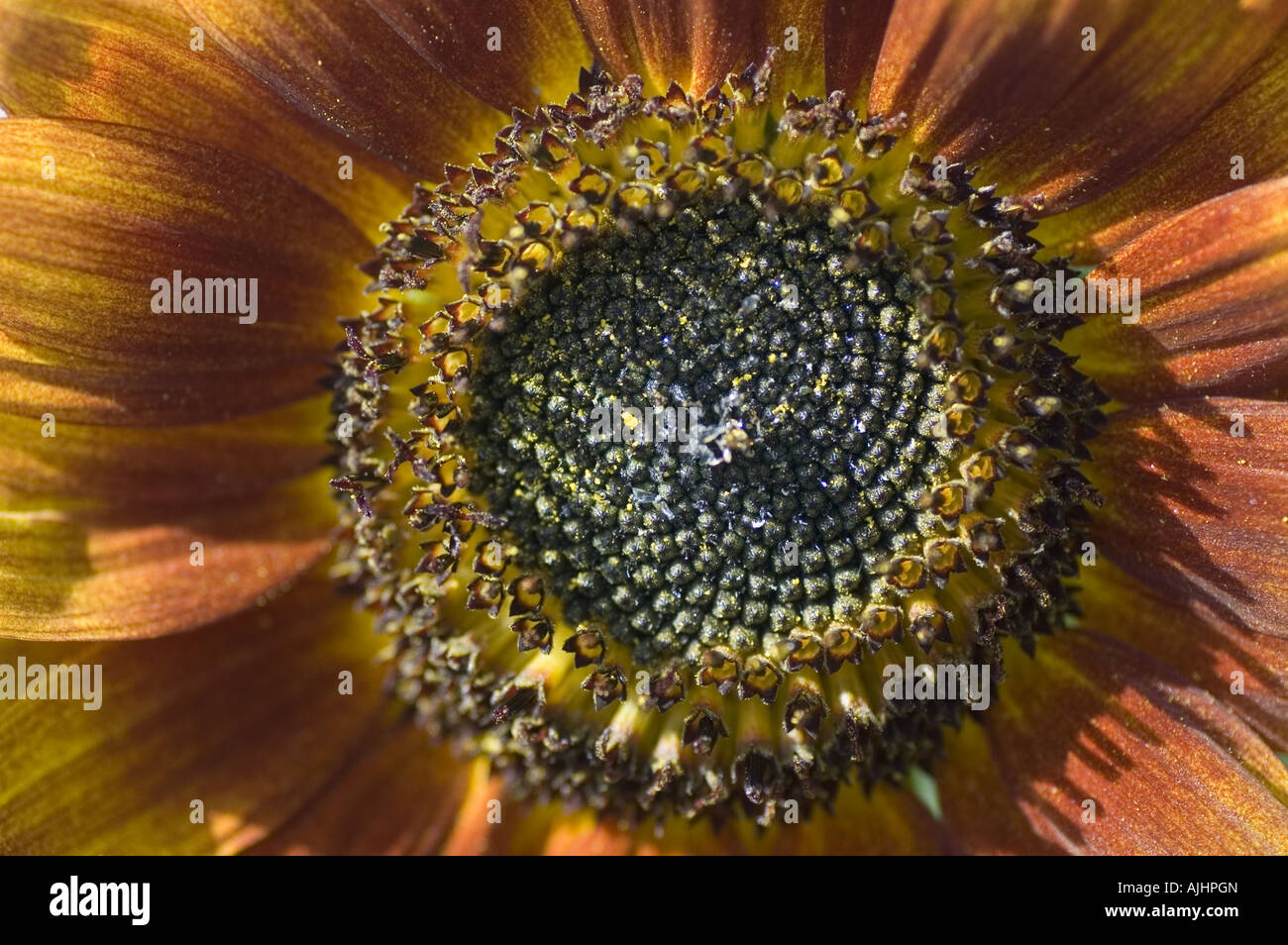 yellow sunflower petal sunlight flower spring Stock Photo - Alamy