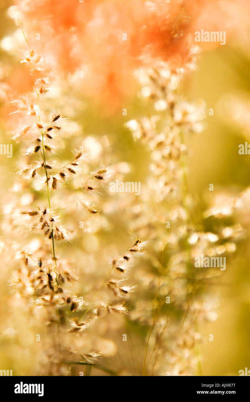 Colors of nature Stock Photo - Alamy