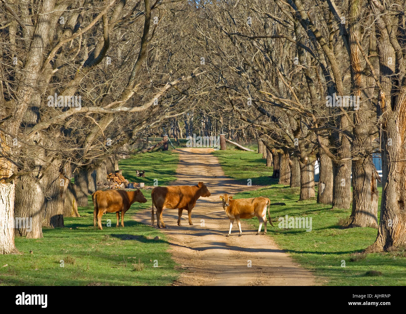 cows stand in the middle of this beautiful tree lined country road ...