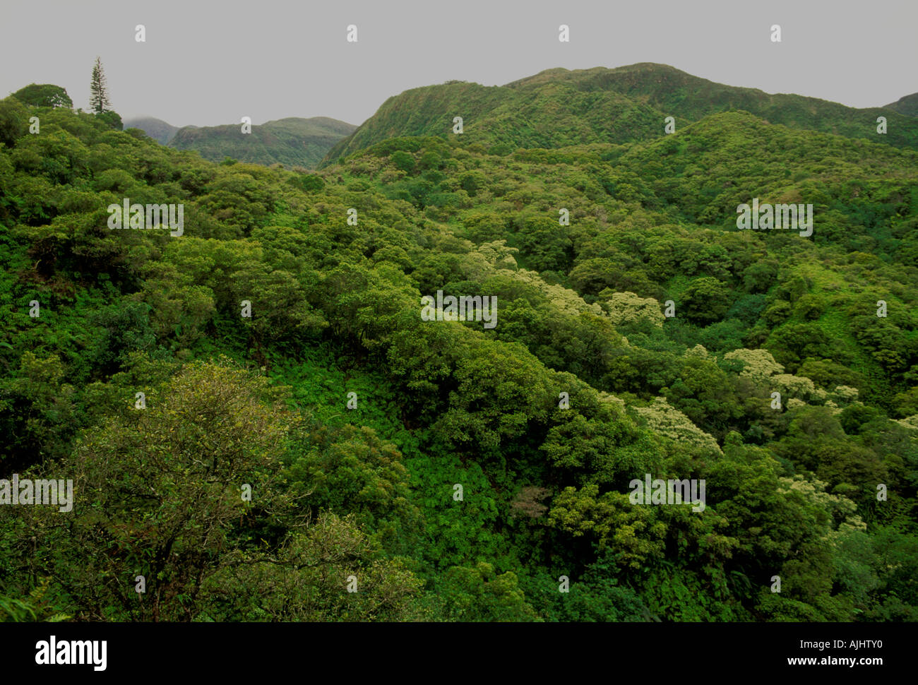 ferns, hiking trail, between Makamakaole Valley and Waihee Valley, West ...