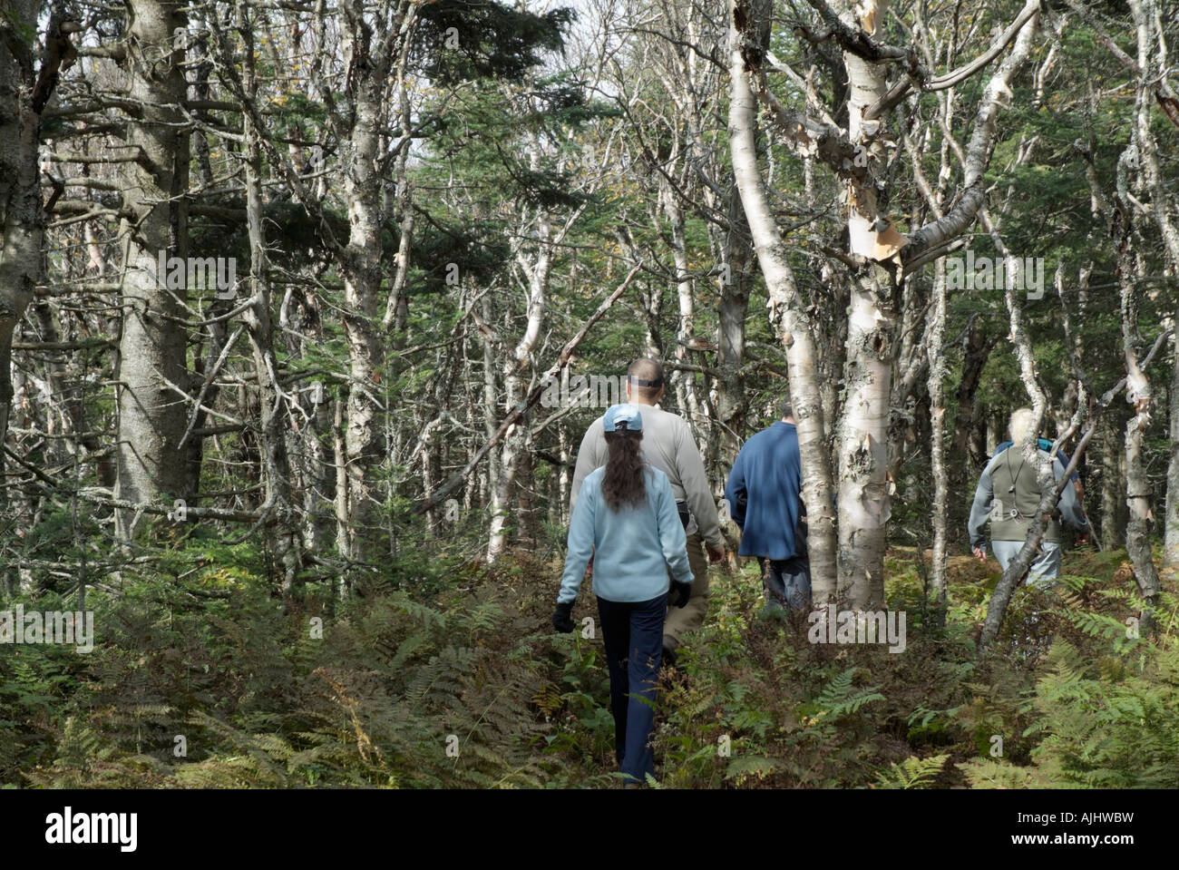 Hikers follow a herd path through a birch forest to Unknown Pond Peak ...