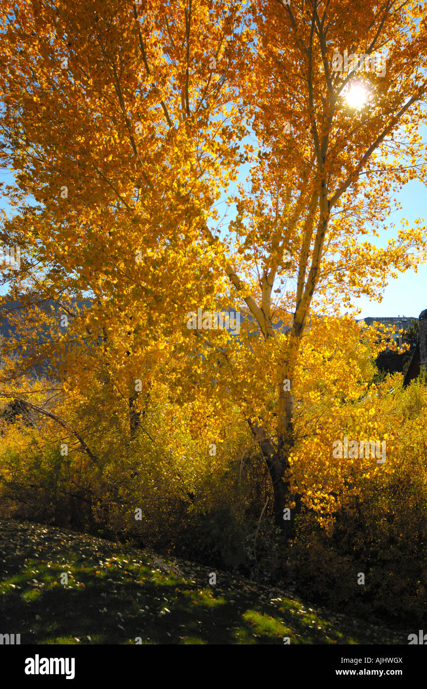 fall sunlight aspen tree Stock Photo - Alamy