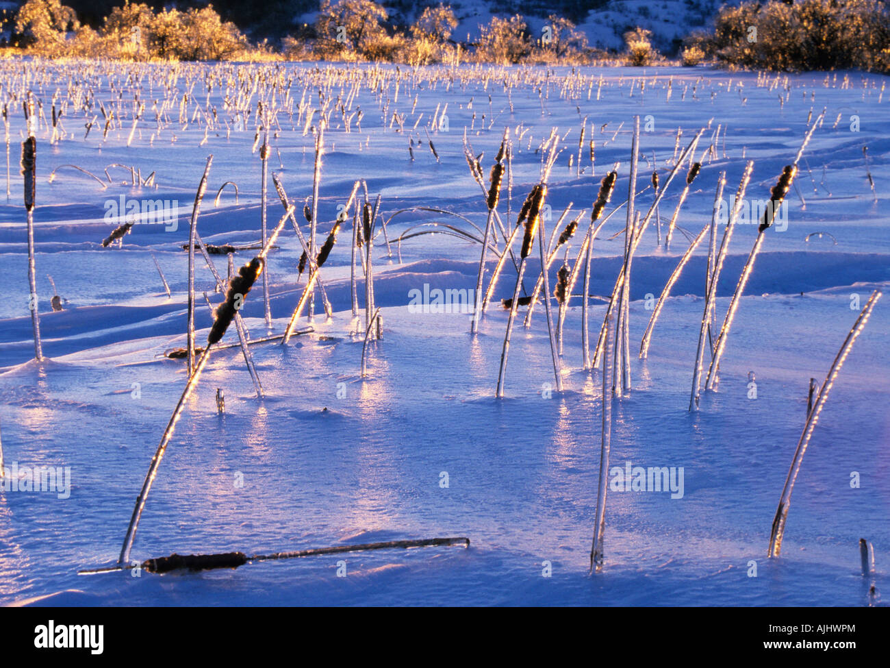 Winter rainstorm coats snow and cattails in ice Stock Photo - Alamy