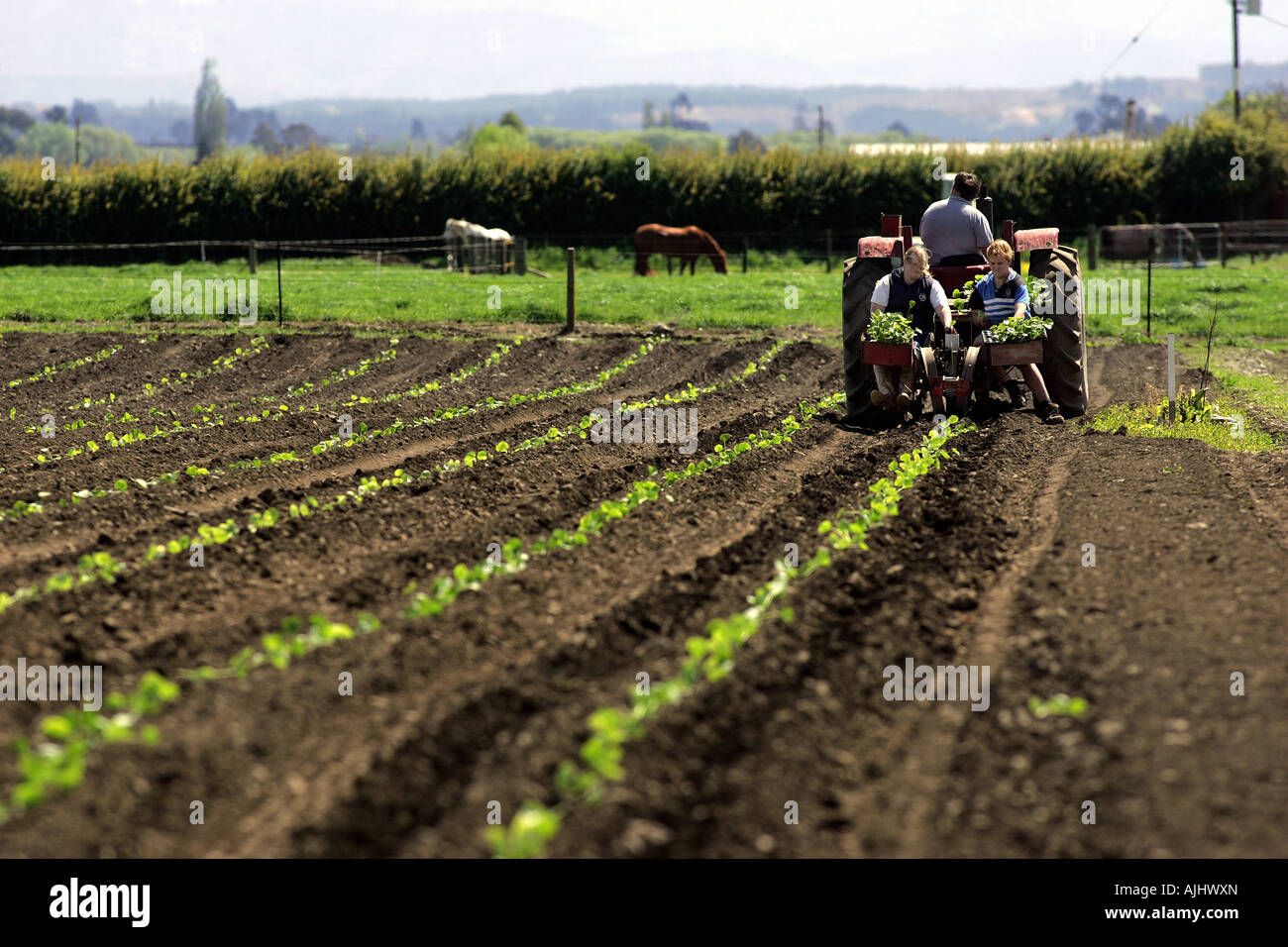 planting zucchini seedlings from the back of a tractor Nelson New ...