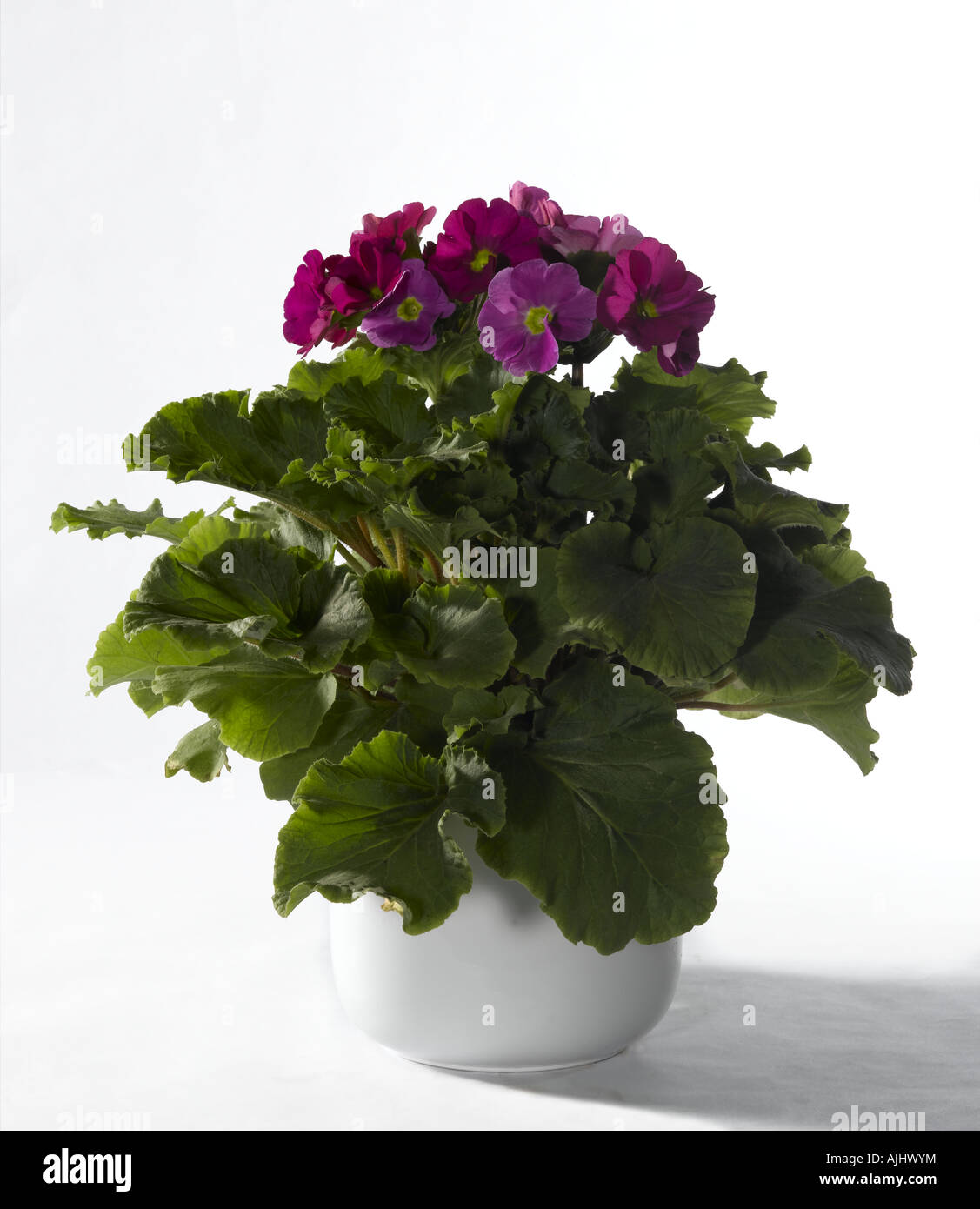 Violet primula hi-res stock photography and images - Alamy