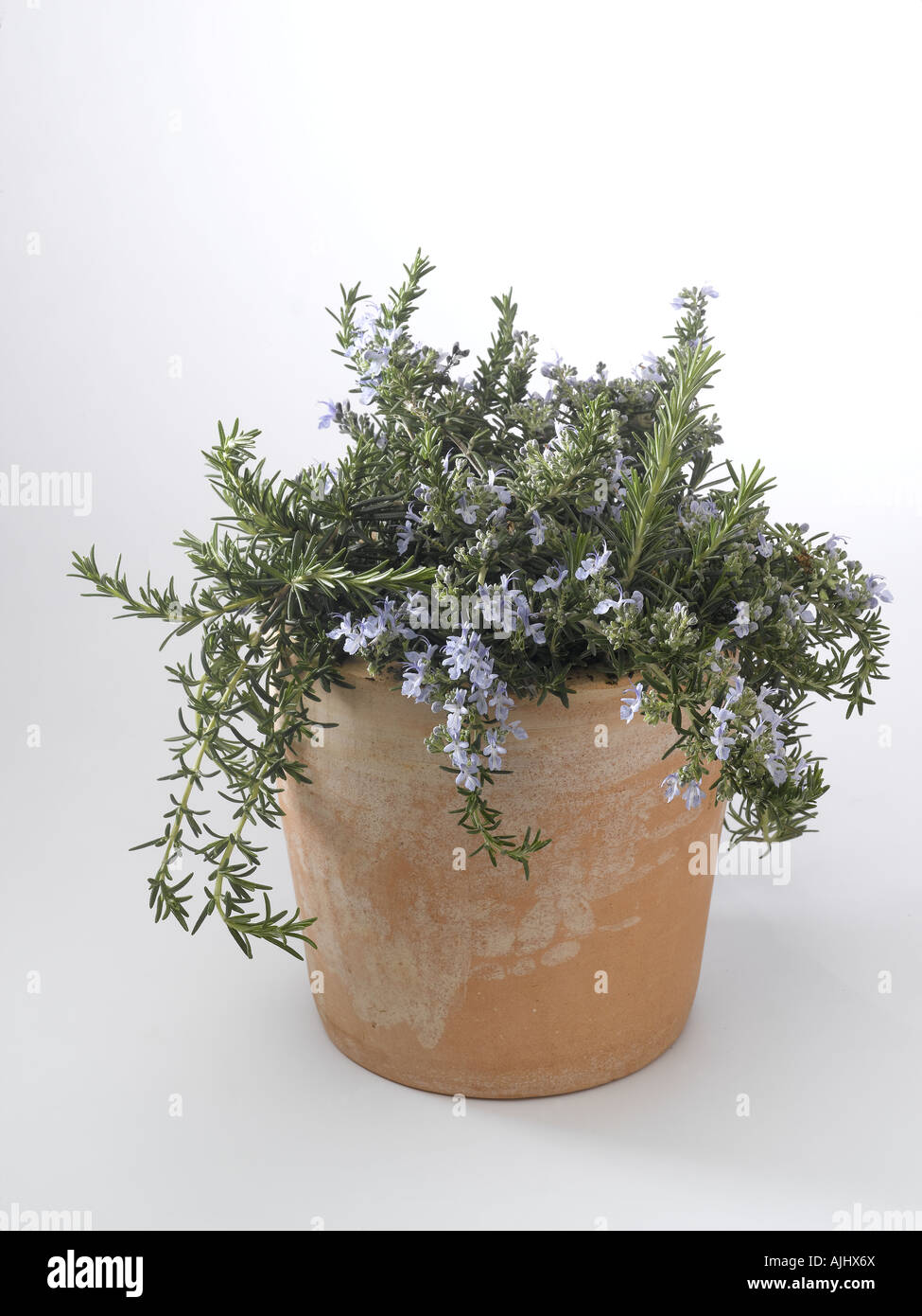 Prostratus rosemary hi-res stock photography and images - Alamy