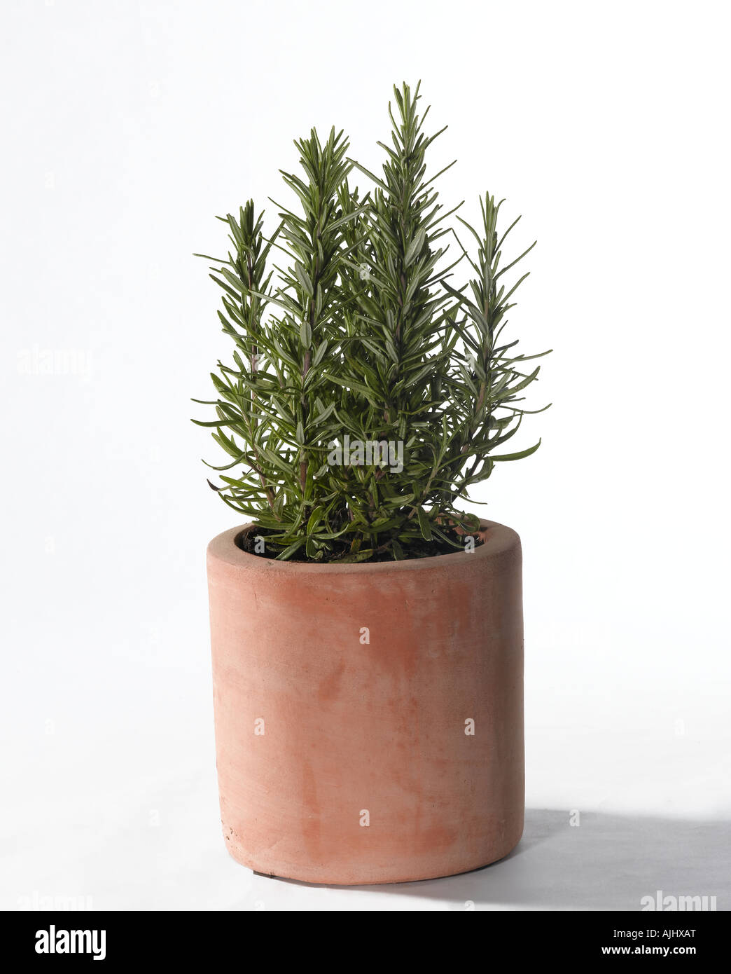 Rosemary Rosmarinus officinalis Stock Photo - Alamy