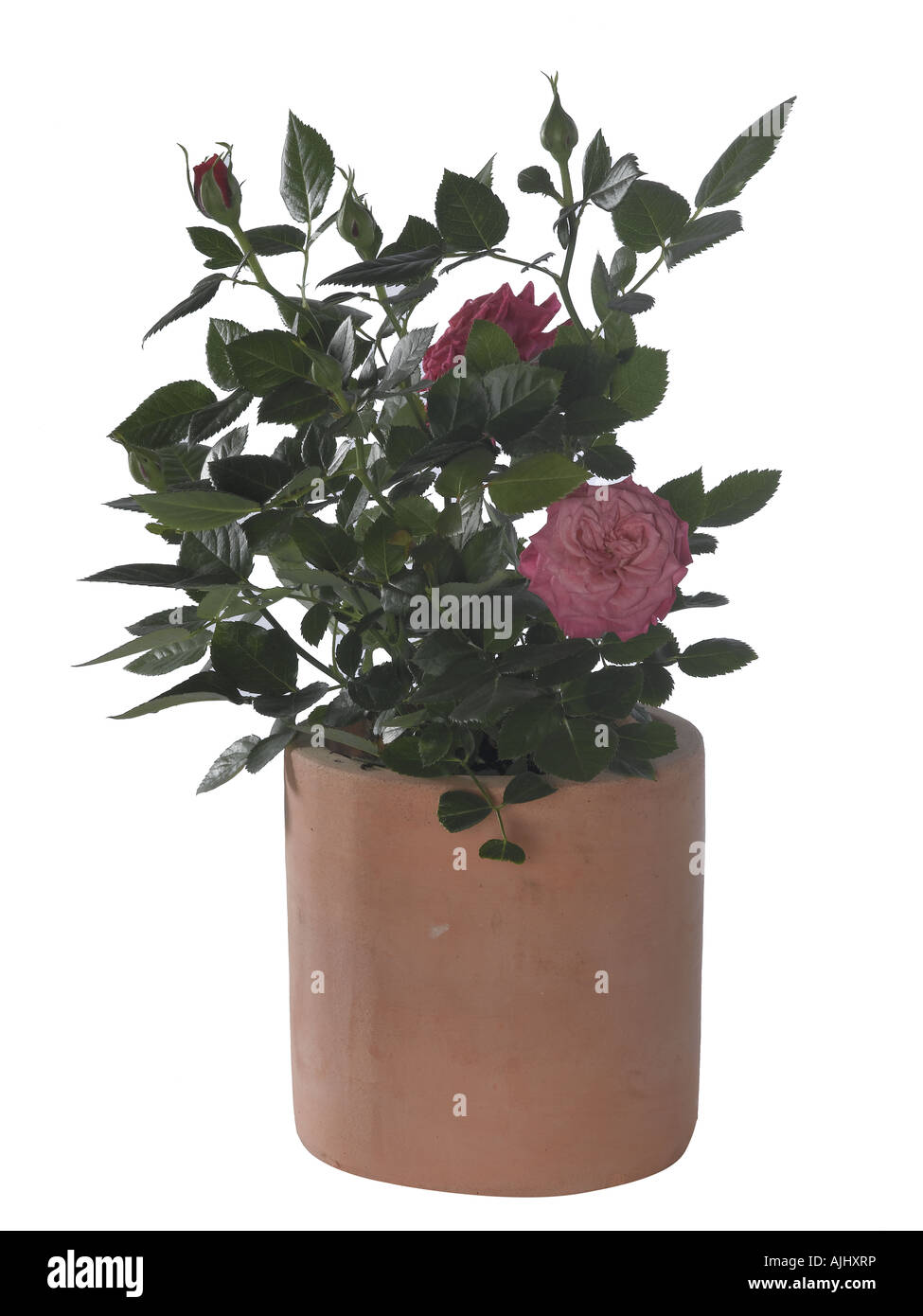 Rosebush white background Cut Out Stock Images & Pictures - Alamy