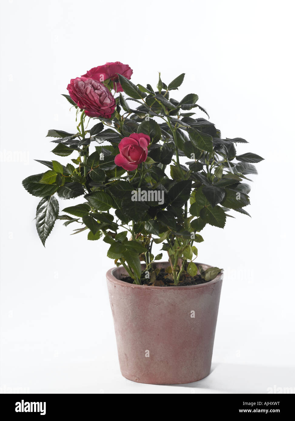 Potted roses gardens hi-res stock photography and images - Alamy