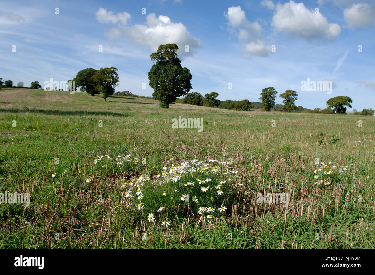 Scentless mayweed Matricaria perforata plant flowering in a cereal ...