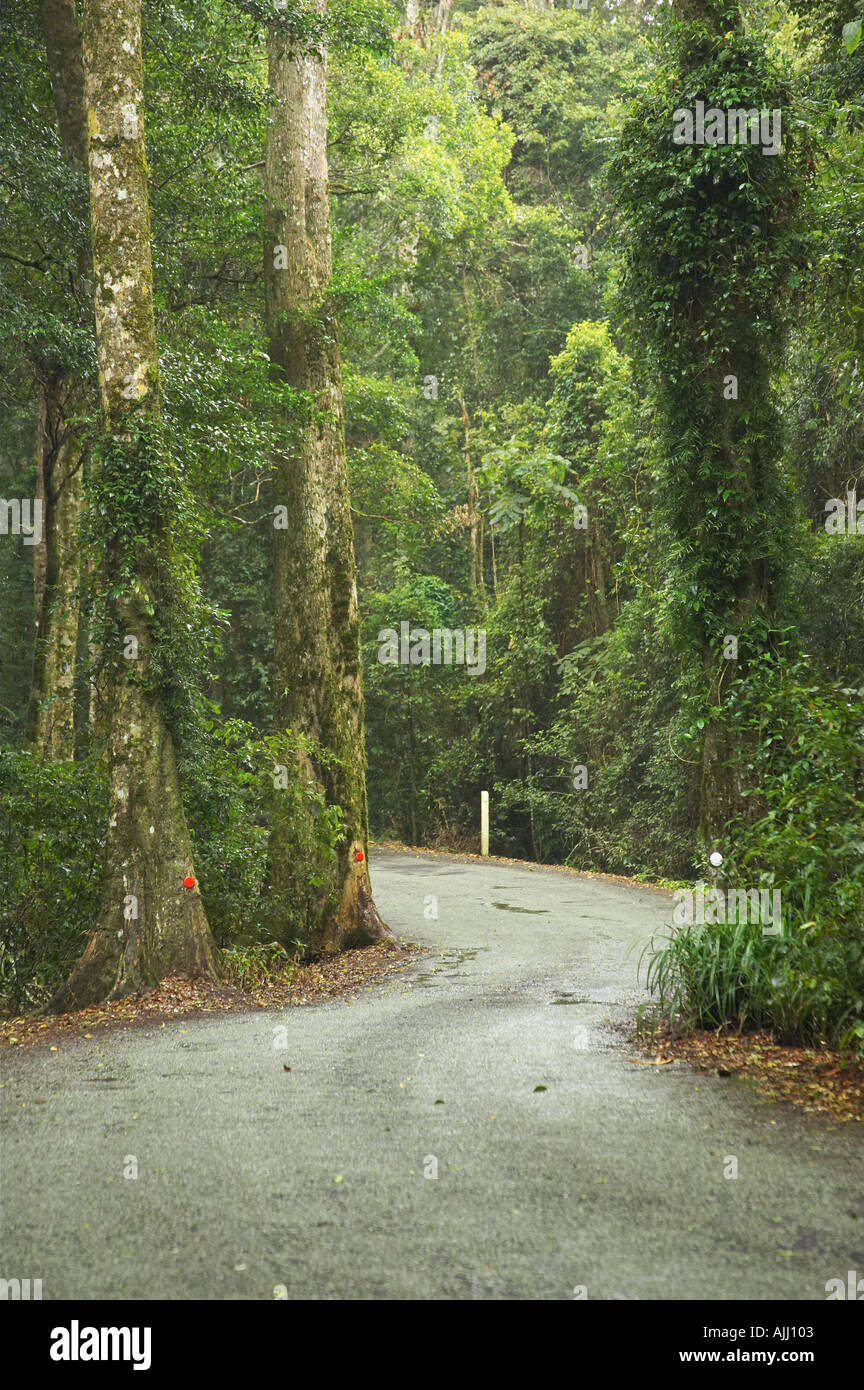 Road through rainforest Lamington National Park Gold Coast Hinterland ...