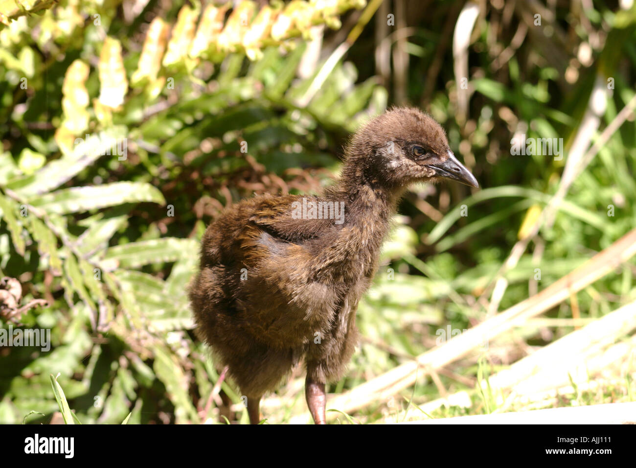 Large flightless new zealand bird hi-res stock photography and images ...