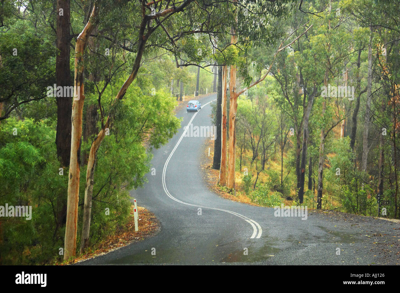 Road through Numinbah State Forest Gold Coast Hinterland Queensland ...