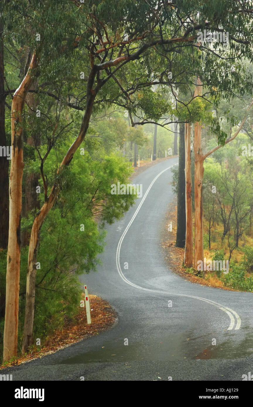Road through Numinbah State Forest Gold Coast Hinterland Queensland ...