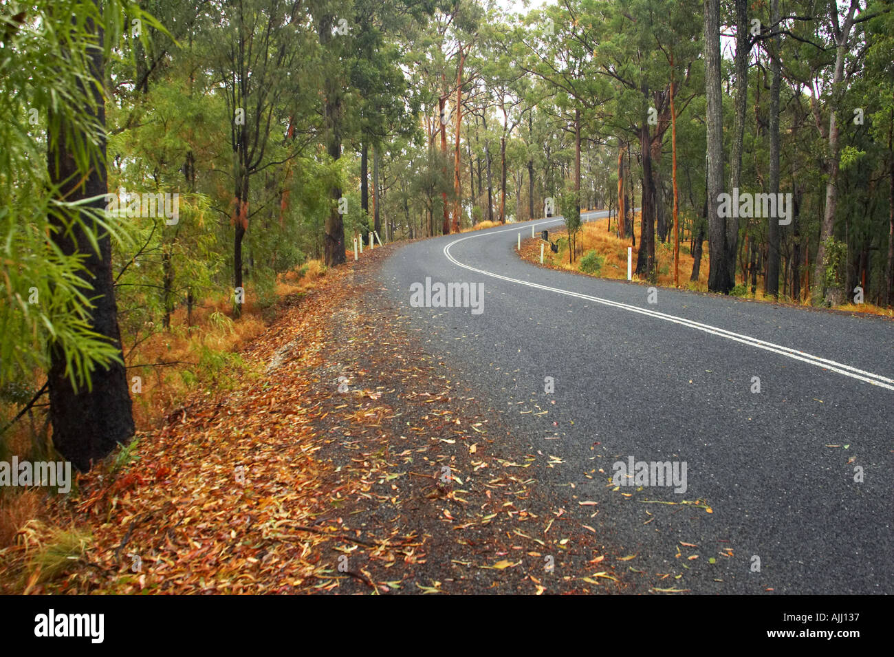 Road through Numinbah State Forest Gold Coast Hinterland Queensland ...