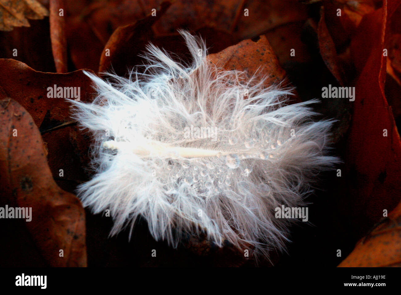 Feather bed history hi-res stock photography and images - Alamy