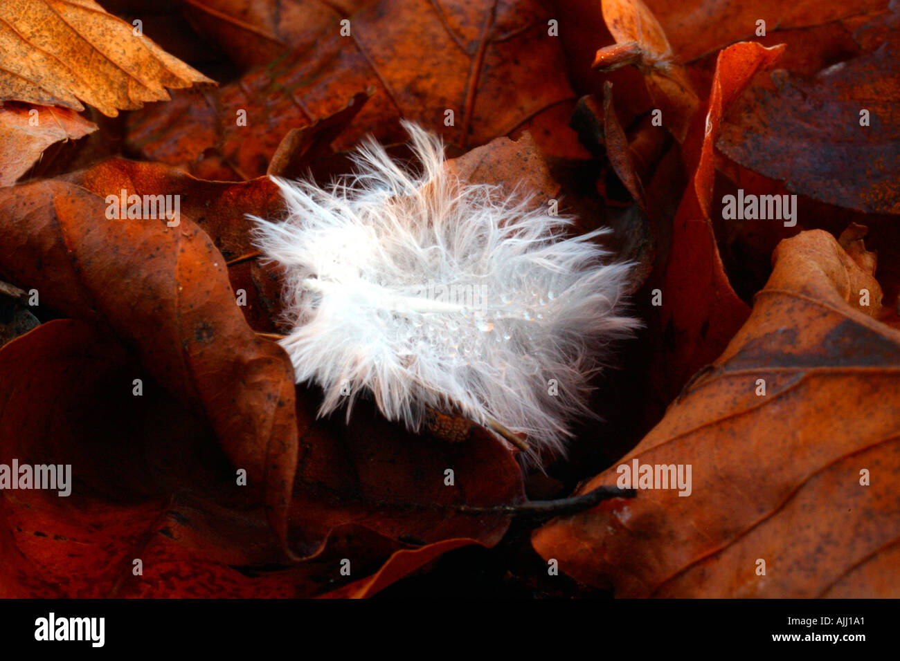 Soft white feather with raindrops on bed of autumn fall leaves close up ...