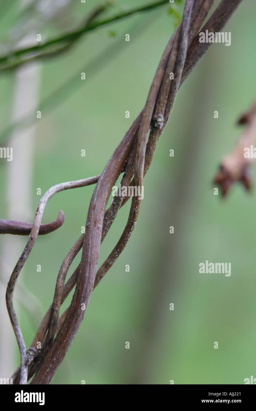 Twisted vine hi-res stock photography and images - Alamy