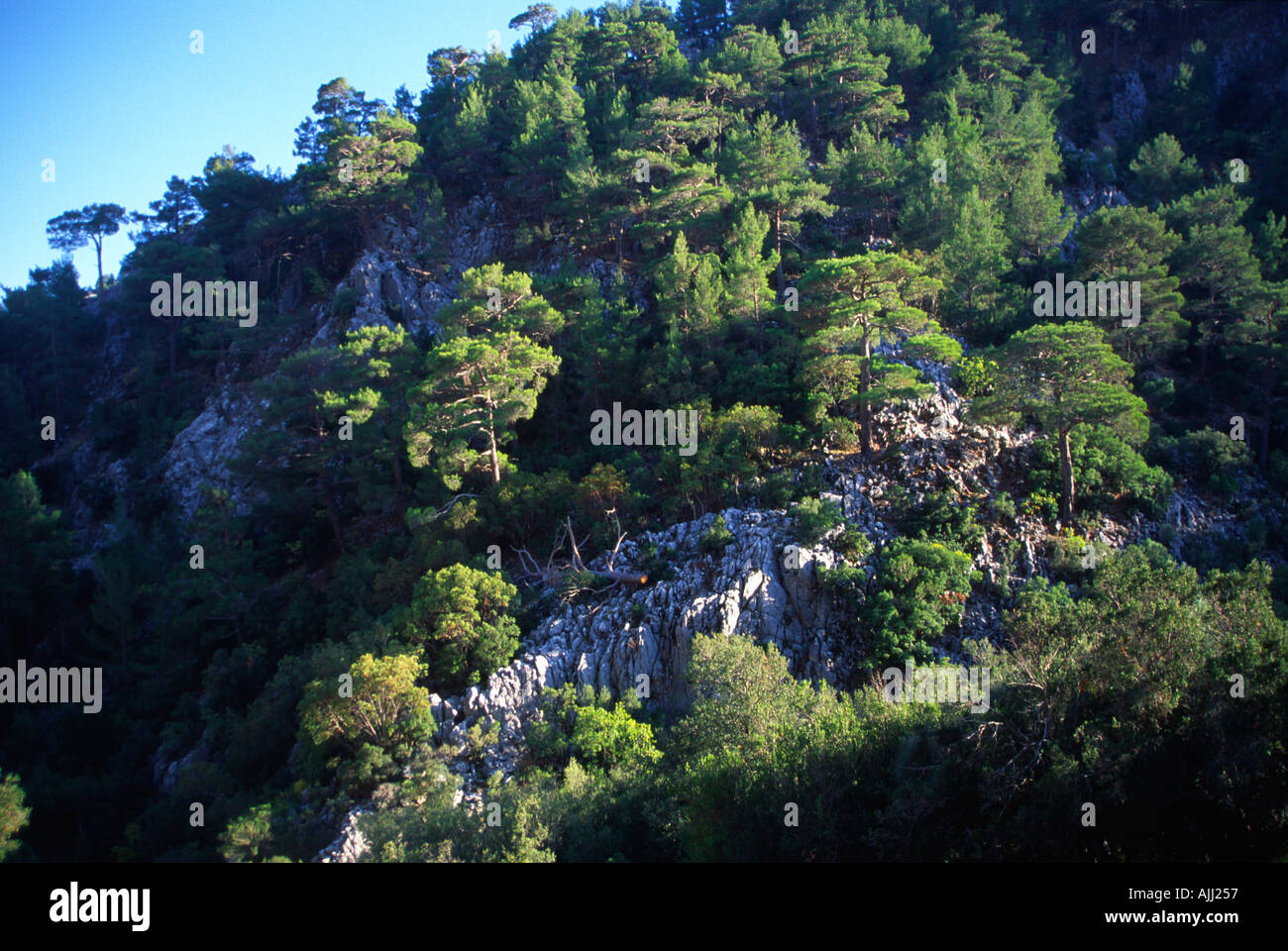 Mediterranean pine scrub vegetation Turkey Stock Photo - Alamy