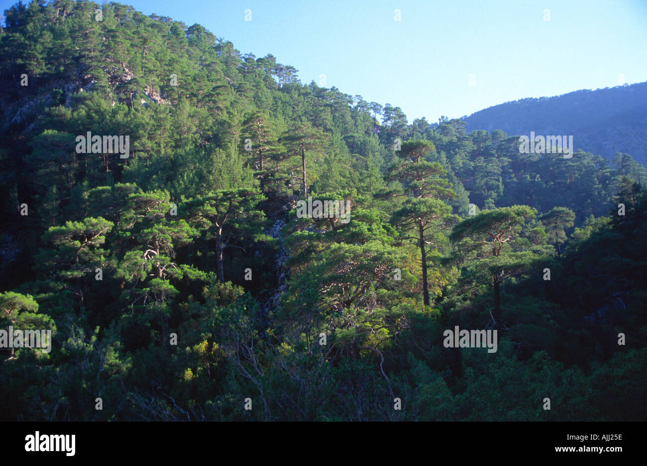 Mediterranean mountain pine trees Turkey Stock Photo - Alamy