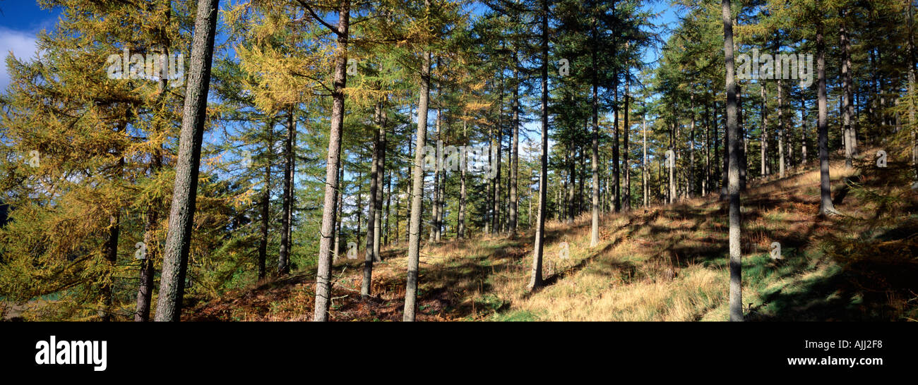 UK Scotland Perthshire Larch Tree Forest in autumn Stock Photo - Alamy