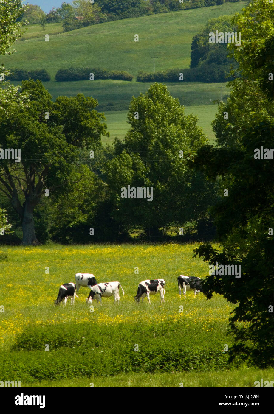 Cows in the field, UK Stock Photo - Alamy