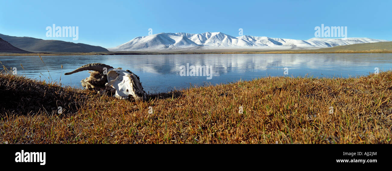 Ram's skull. Olon-Nurud lake. Bayan-Olgii province. Mongolian Altai ...