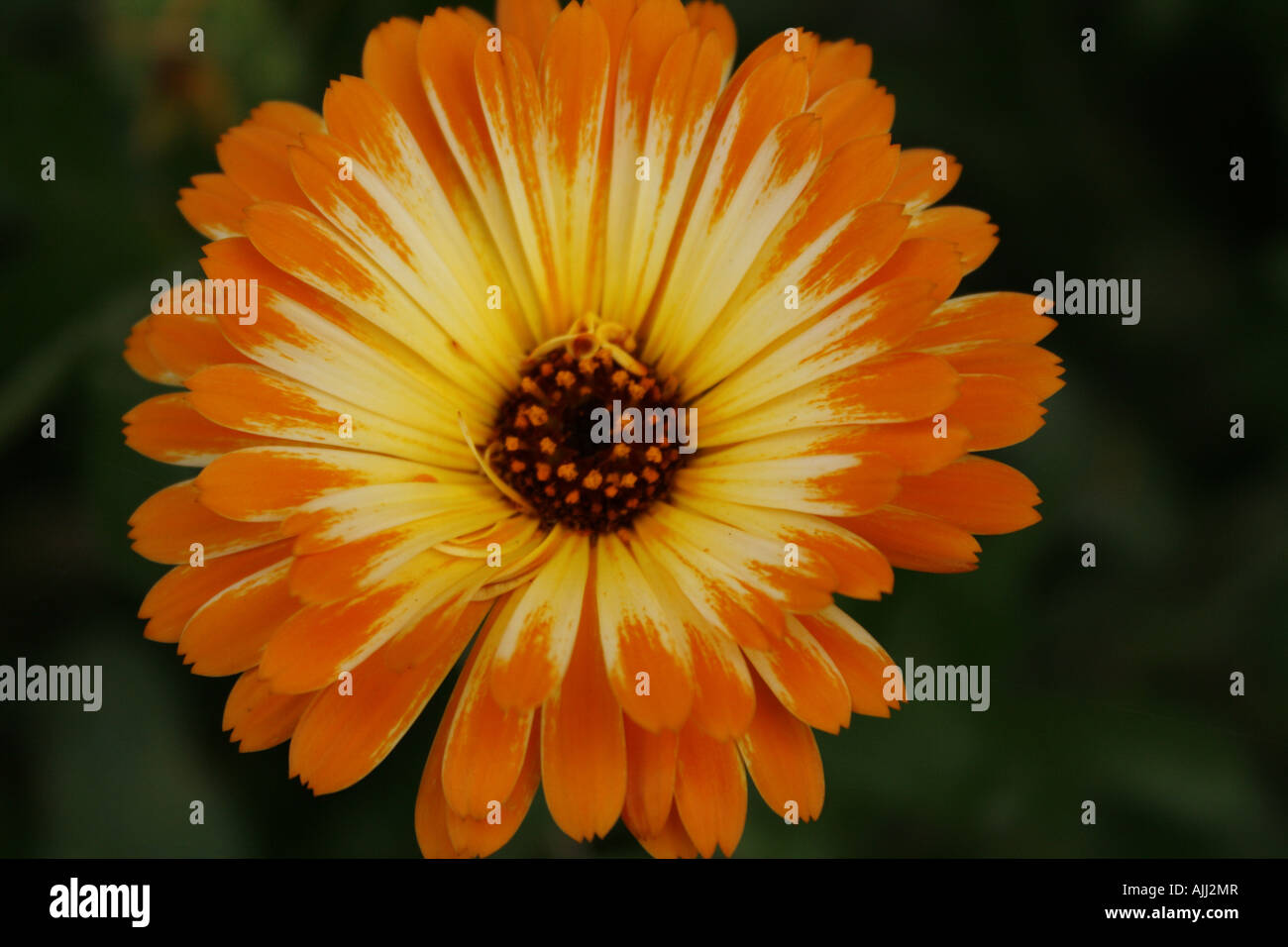 Marigold graphic hi-res stock photography and images - Alamy