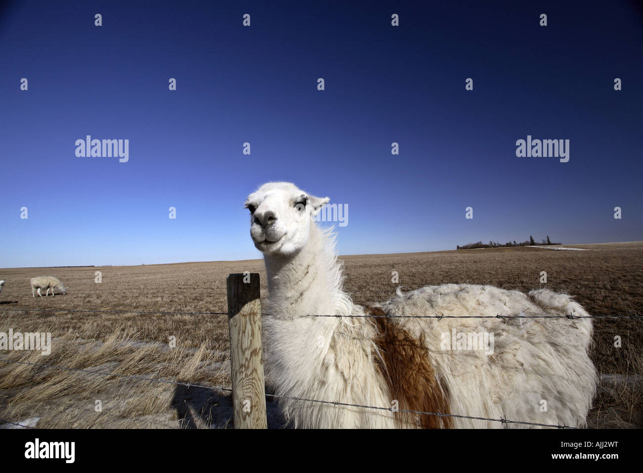 Ears laid hi-res stock photography and images - Alamy