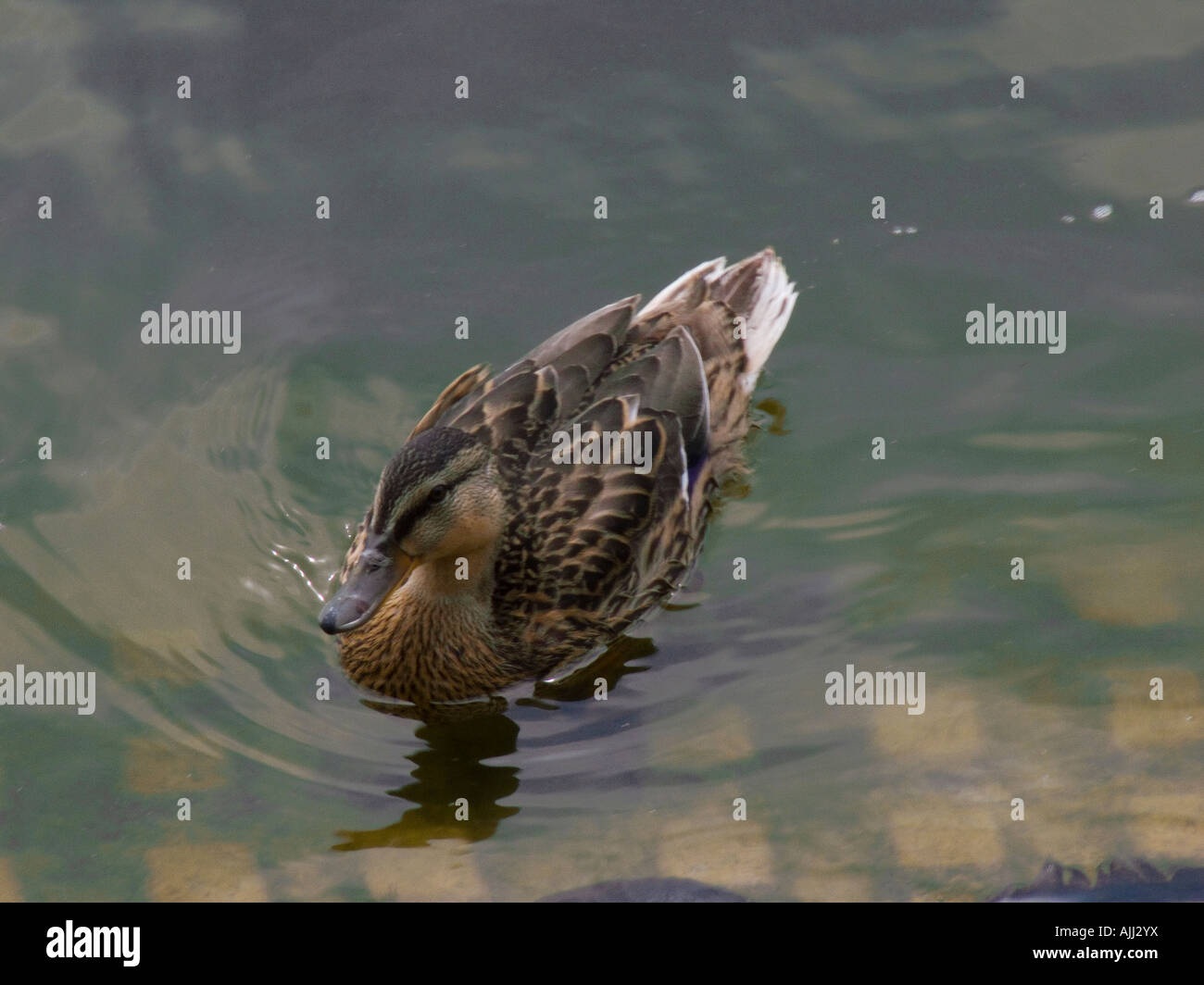 Feathered one hi-res stock photography and images - Alamy